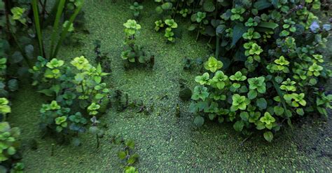 168 Confirmed Reports Of Blue Green Algae Across Northern Ireland Say