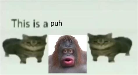 This Is A Puh Rbeelcitosmemes