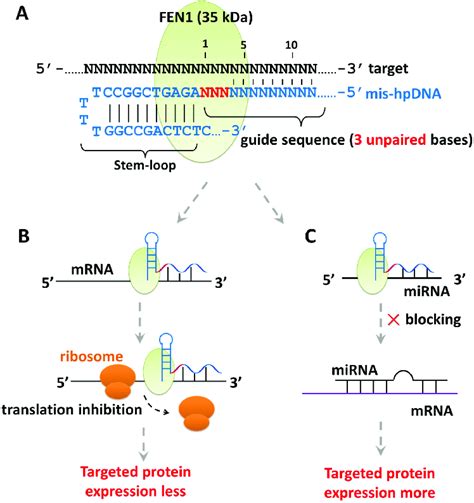 Orthogonal Genetic Regulation On Different Targeted Rna Loci A The
