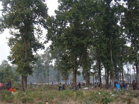 Baikunthapur Forest Alchetron The Free Social Encyclopedia