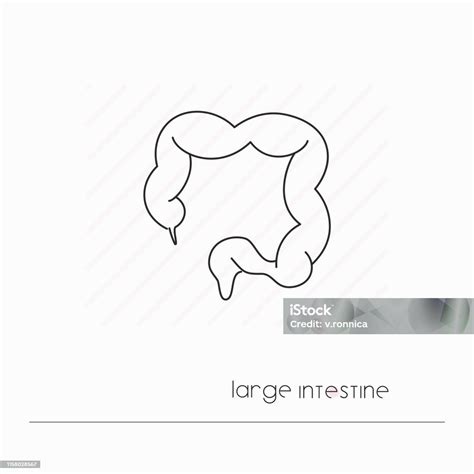 대 장 아이콘 격리 소화 시스템의 단일 얇은 선 기호 인체 해부학 개요 픽토그램 건강 진단에 대한 스톡 벡터 아트 및 기타 이미지 건강 진단 건강관리와 의술 과학