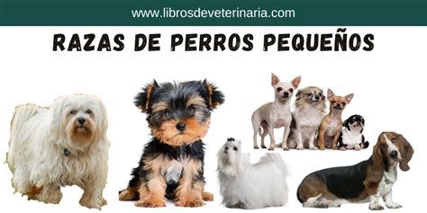 Razas De Perros Pequeños