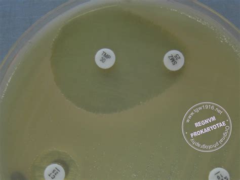 Regnum Prokaryotae Antibiogram