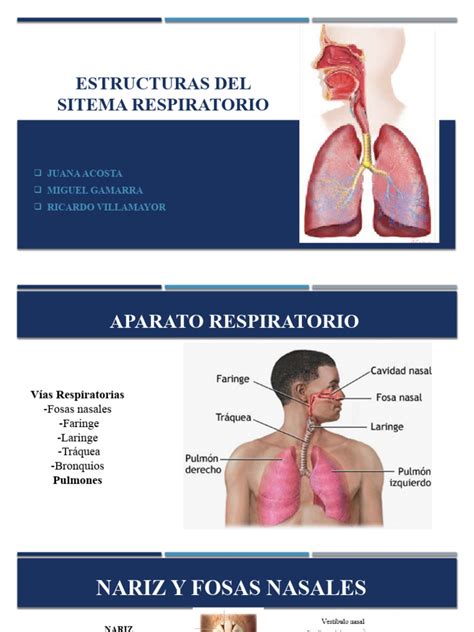 Estructuras Del Sistema Respiratorio Ppt Pdf Laringe Sistema