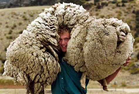 Records Update New Zealand Findmypast Sheep Farmers Traces Magazine