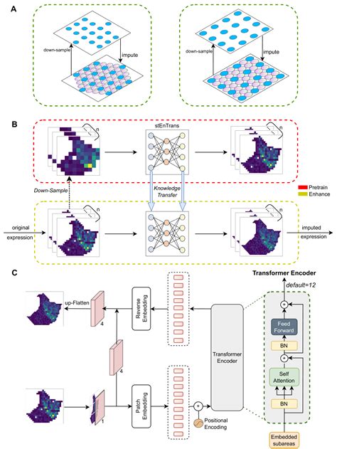 Spadit Diffusion Transformer For Spatial Gene Expression Prediction