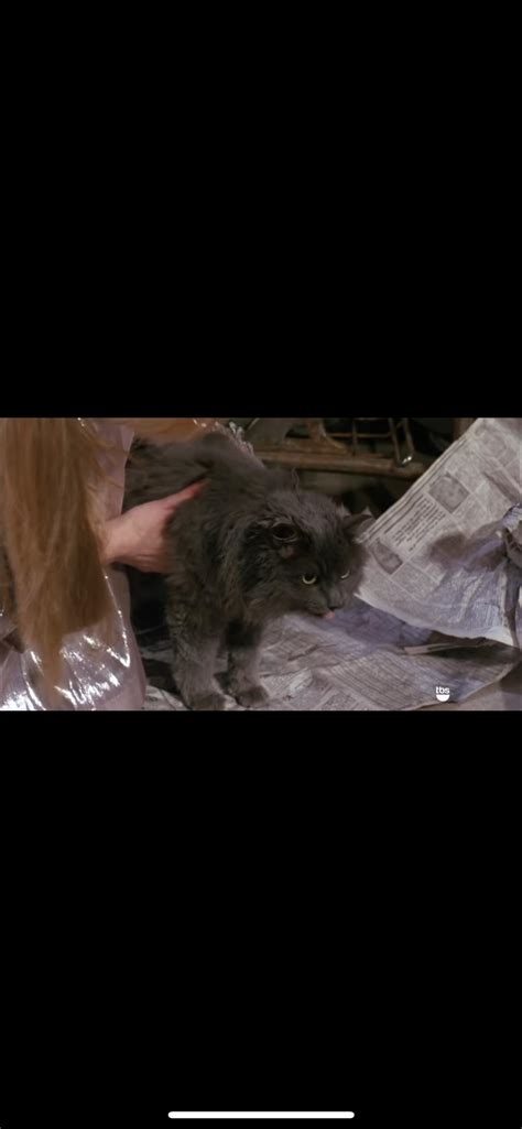 Eminem Phoebe Buffay Smelly Cat