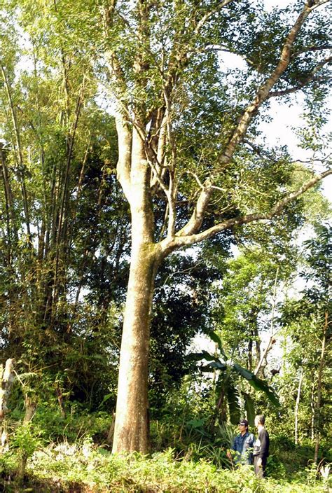 What Sets Kynam Agarwood Apart From Other Varieties Best Business