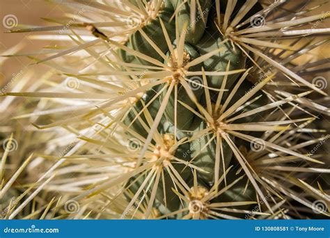 Spines Of A Cactus 2 Stock Image Image Of Cactusn 130808581