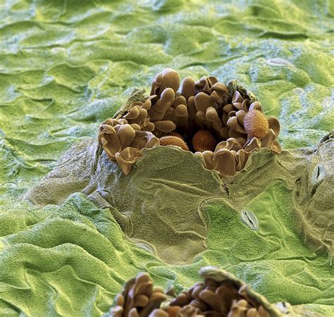 Leaf Infected With Rust Fungus SEM Stock Image C Science Photo Library