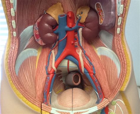 Lab Urinary System Anatomy Diagram Quizlet