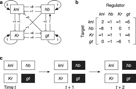 The Network Model For The Gap Gene System Ofdrosophila Melanogaster