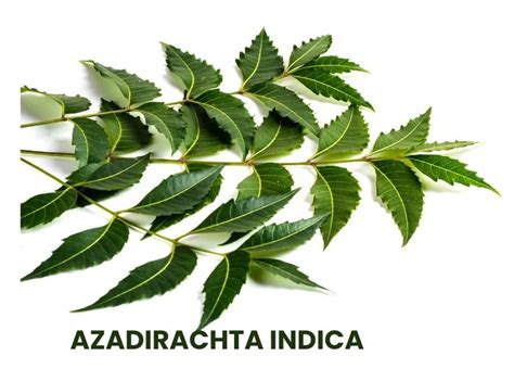 Azadirachta Indica A