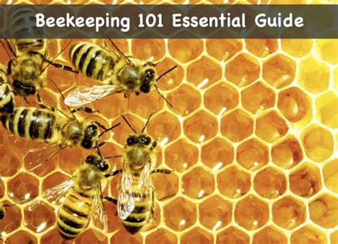 Beekeeping 101 Essential Guide Homestead And Survival