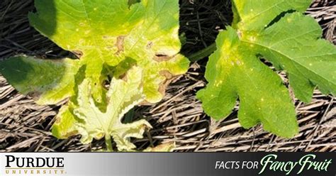 Pumpkin Weed Management Faqs Purdue University Facts For Fancy Fruit