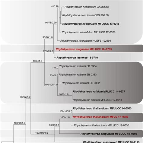 phylogram generated from raxml based on combined lsu its ssu and
