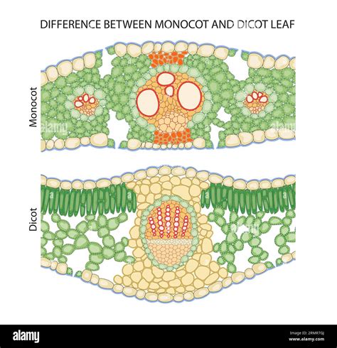 Difference Between Monocot Stem And Dicot Stem Botany