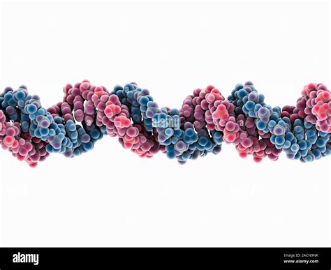 B Dna Molecule Computer Model Showing The B Structure Of A Dna Deoxyribonucleic Acid Molecule