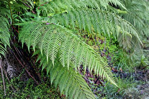 Leaf Definition Function And Types Biology Dictionary