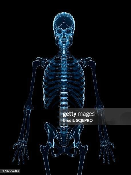 9021 Human Skeleton Black Background High Res Illustrations Getty Images