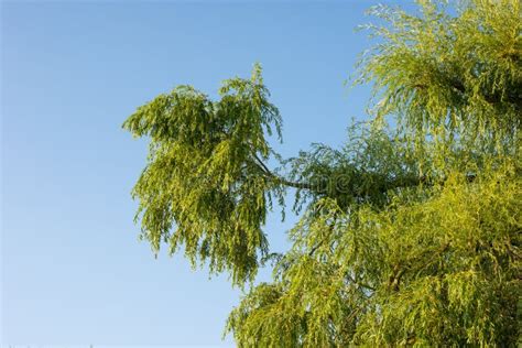 The Tree Token Of A Type Tree Universal Plant In All Types And