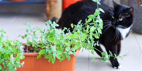Make A Catnip Planter