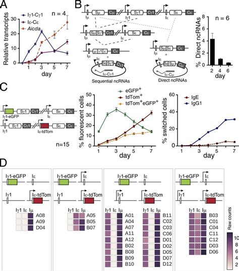 Ige Switching Molecular Pathways And The Activation Kinetics Of The