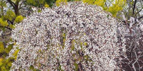 8 Beautiful Dwarf Weeping Trees The Gardening Fix