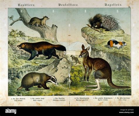 Types Of Marsupials