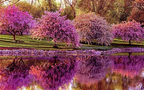 Spring Tree Background
