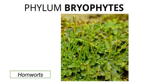 Classification Systems Taxonomy Science8 Pptx