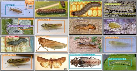 figure 1 from agricultural pest detection based on improved yolov5
