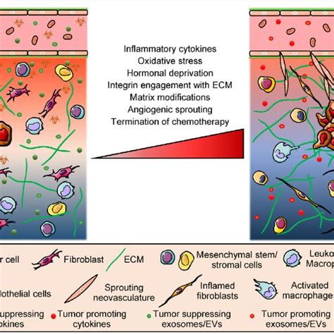 Factors Influencing Reactivation Of Dormant Cancer Cells Dormant Tumor Download Scientific
