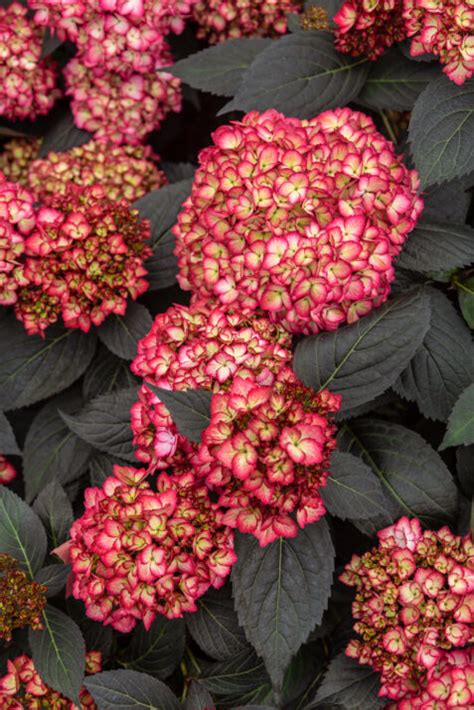 Eclipse® Bigleaf Hydrangea First Editions Eclipse® Bigleaf Hydrangea First Editions