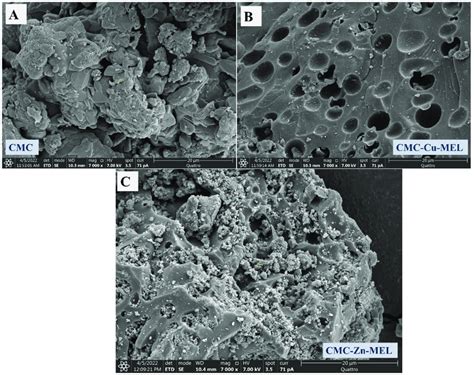 A SEM Image Of CMC B SEM Image Of CMC Cu MEL C SEM Image Of Download Scientific Diagram