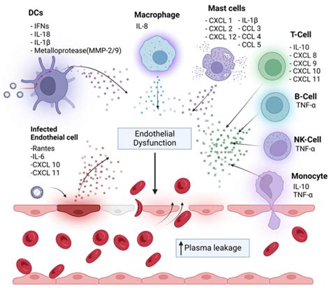 Cytokine Storm Seen In Severe Dengue Infection During A Secondary