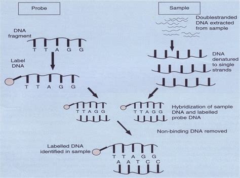 Diagnostic And Typing Methods Flashcards Quizlet