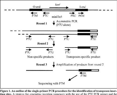 Primer Limiting Pcr At Jill Farris Blog