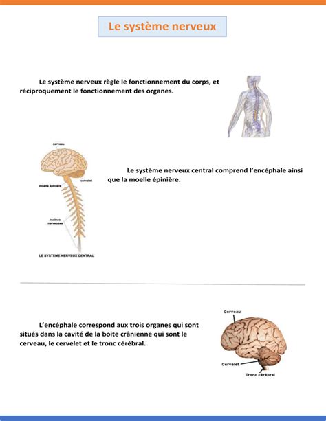 Recherches Sur Le Syst Me Nerveux C R Bro Spinal Sa Structure Ses ...