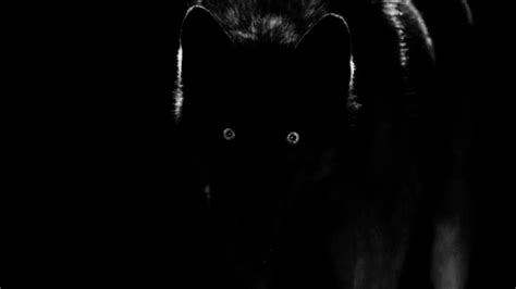 Wolf Rpg Profile Of Rip Eldritch