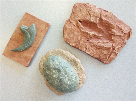 What Fossils Can Tell Us Grade Science At Shadow Valley Elementary