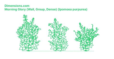 Morning Glory Wall Group Dense Ipomoea Purpurea Dimensions