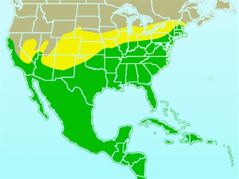 Mockingbirds Versatile Voices In Plain Plumage Lees Birdwatching