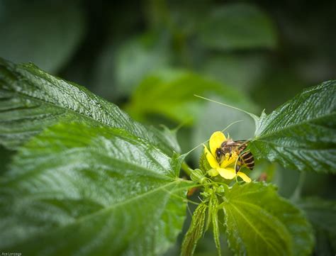 Stingless Bees From Philippines Beesource Beekeeping Forums