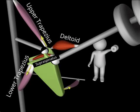 Scapular Force Couple Biomechanics And Anatomical Analysis In D