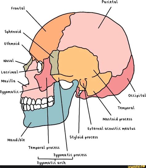 Parvetal Frontal Sphenoid Ethmoid Nasal Lacrimal Maxilla Occipital