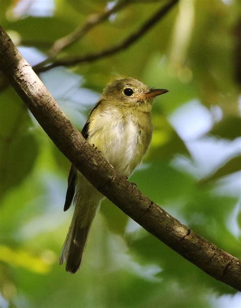 Acadian Flycatcher