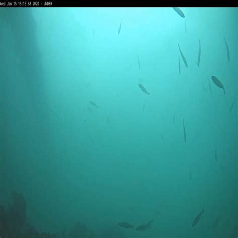 Fish Knowledge Dataset Object Detection Model V X Borders By G L