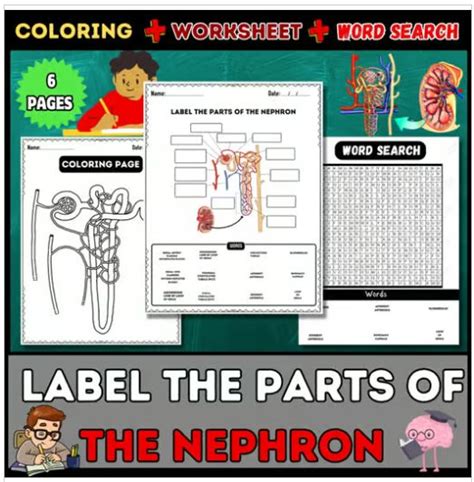 Nephron Parts In English Labeling Word Search Worksheet Coloring