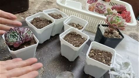 다육이 키우기 풀분 으로도 다육이 예쁘게 키울수 있어요 Youtube